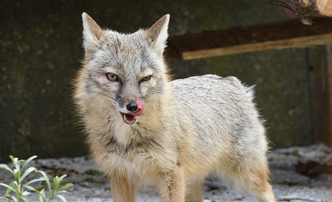 Steppenfuchs-Anlage - Tierpark Görlitz