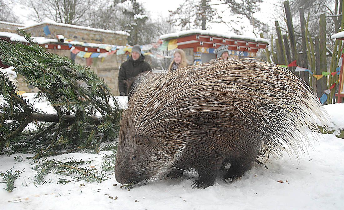 Stachelschwein-Plateau - Tierpark Görlitz