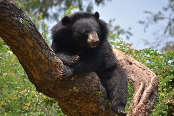 tibetan blue bear attack