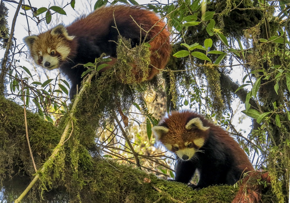Roter Panda - Nepal - Tierpark Görlitz
